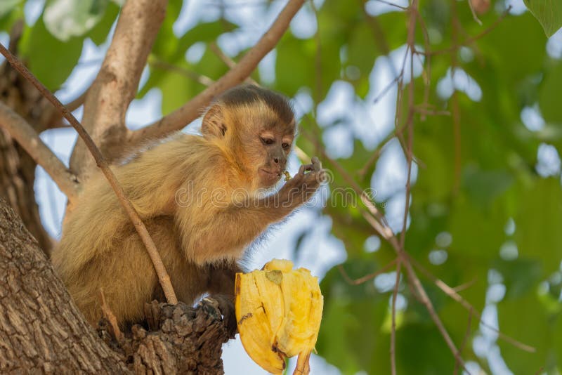 Capuchin Monkey in Tree Looking at Hand Stock Photo - Image of south ...