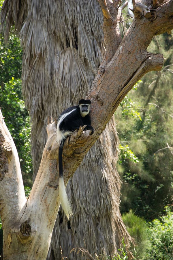 Capuchin Monkey in Tree stock image. Image of color, capuchin - 31647619