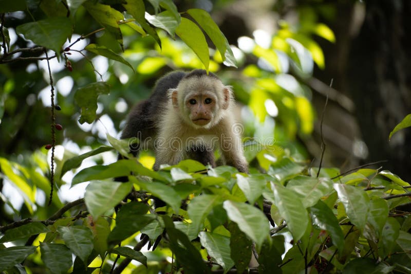 Capuchin Monkey in Tropical Foliage. Stock Photo - Image of jungle ...