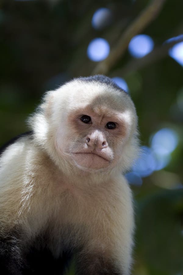 Capuchin Monkey VII stock image. Image of capucinus, south - 9772521