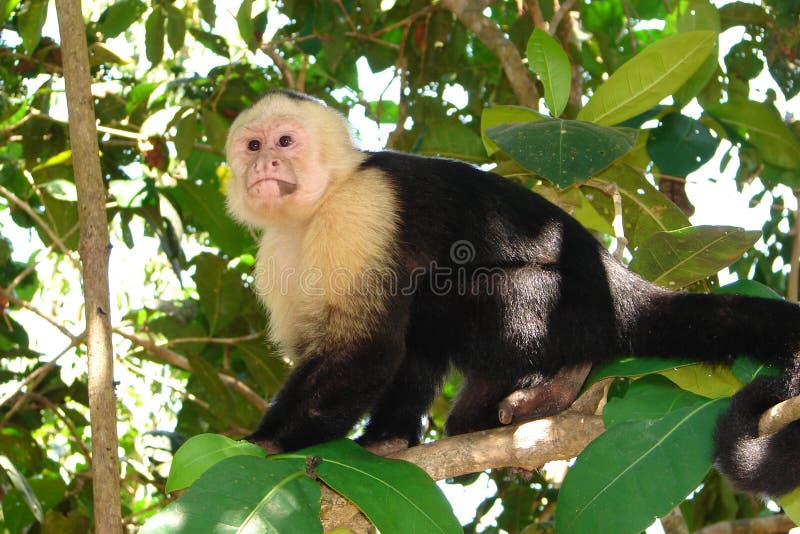 Capuchin monkey in tree. stock photo. Image of mammal - 57819398
