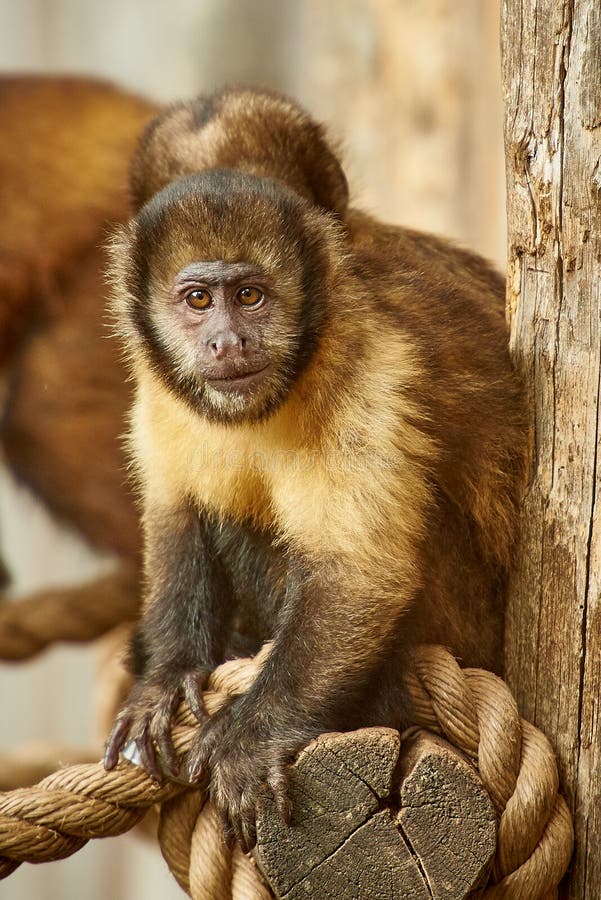 Capuchin Monkey stock photo. Image of monkey, scared, outdoors - 8763678
