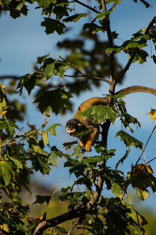 Capuchin Monkey at the Zoo stock photo. Image of active - 259115116