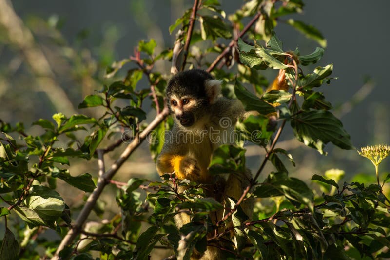 Capuchin Monkey at the Zoo stock image. Image of animals - 259115199