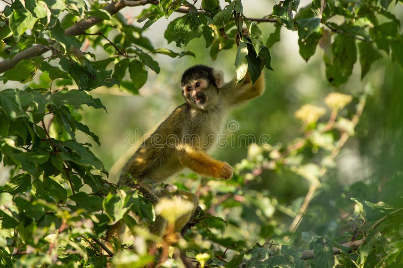 Capuchin Monkey at the Zoo stock image. Image of animals - 259115181