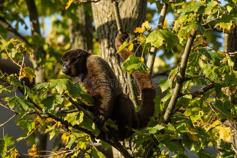 Capuchin Monkey at the Zoo stock photo. Image of monkey - 259115206