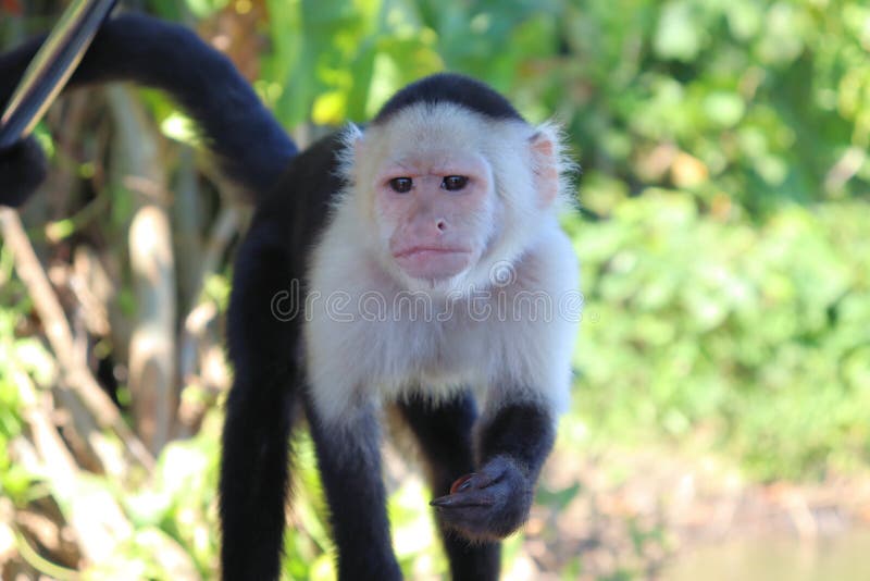 131 Angry Capuchin Monkey Stock Photos - Free & Royalty-Free Stock ...