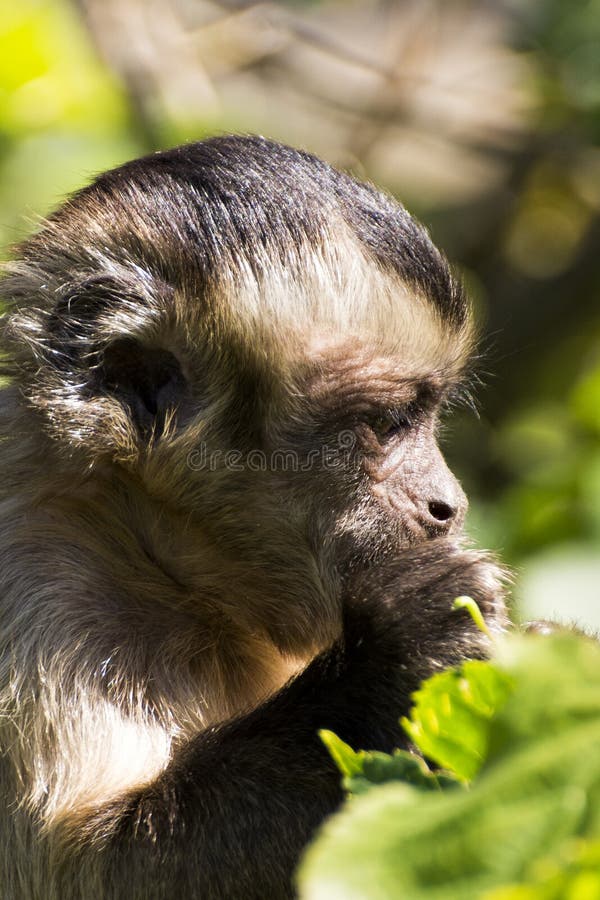 Capuchin stock photo. Image of nature, jungle, monkey - 55194250