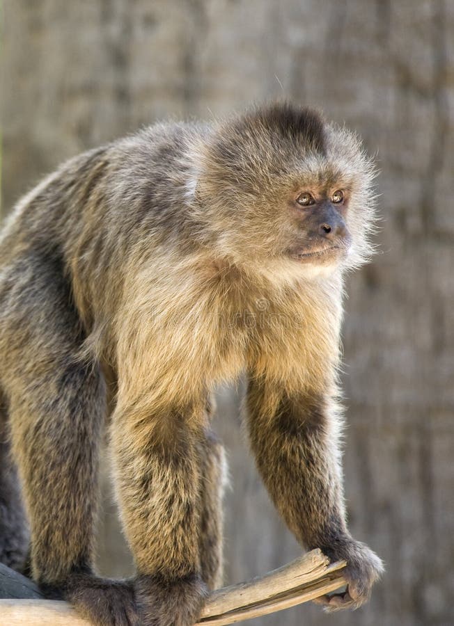 Capuchin Weeper Monkey stock image. Image of head, dark - 15468787