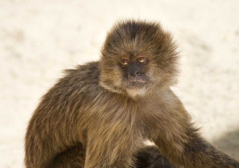 Capuchin Weeper Monkey stock photo. Image of america - 15468884