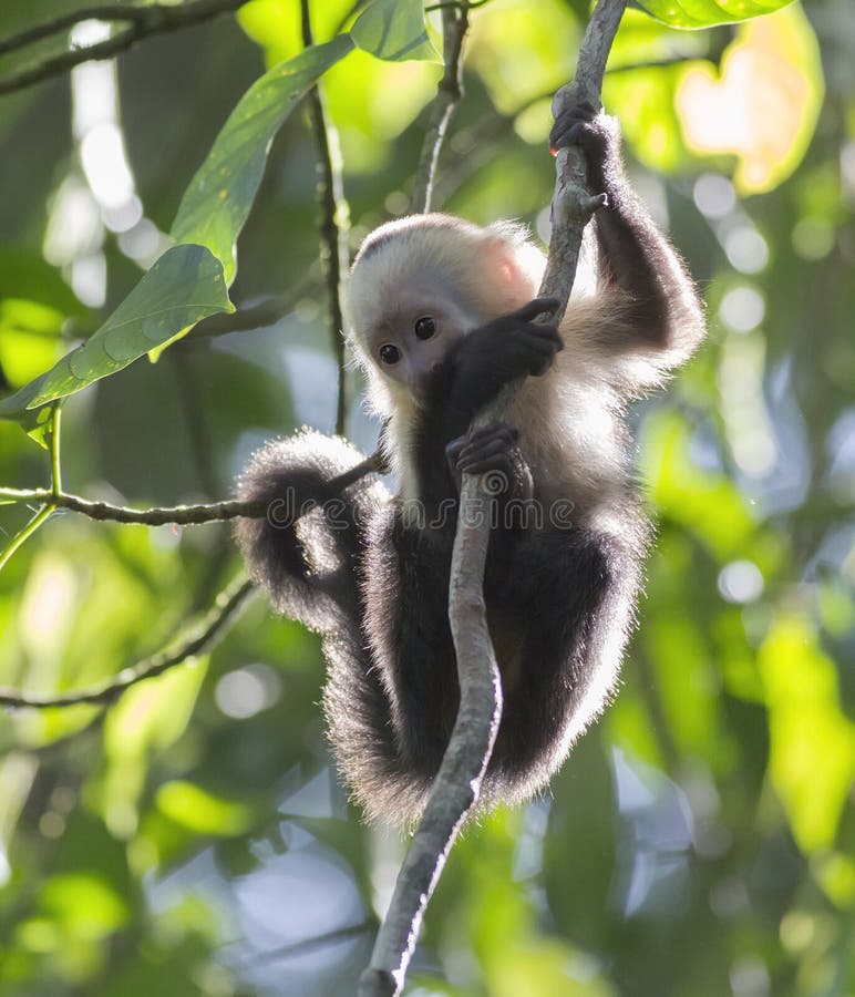 Capuchin White Faced Monkey Stock Photo - Image of wildlife, immature ...