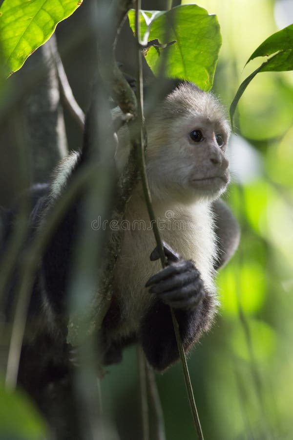 Capuchin White Faced Monkey Stock Photo - Image of jungle, wildlife ...