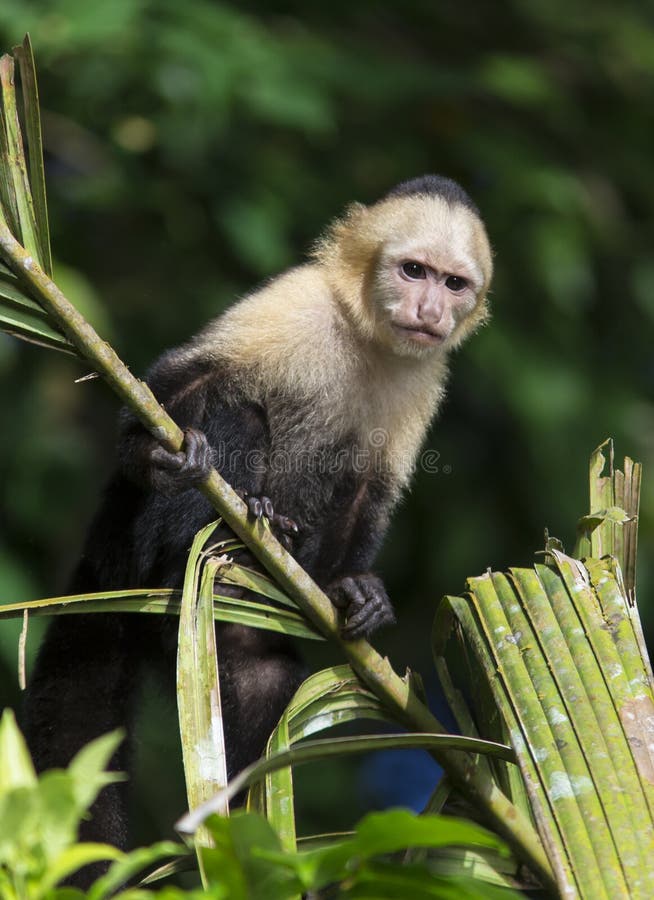 Capuchin White Faced Monkey Stock Image - Image of fauna, clinging ...