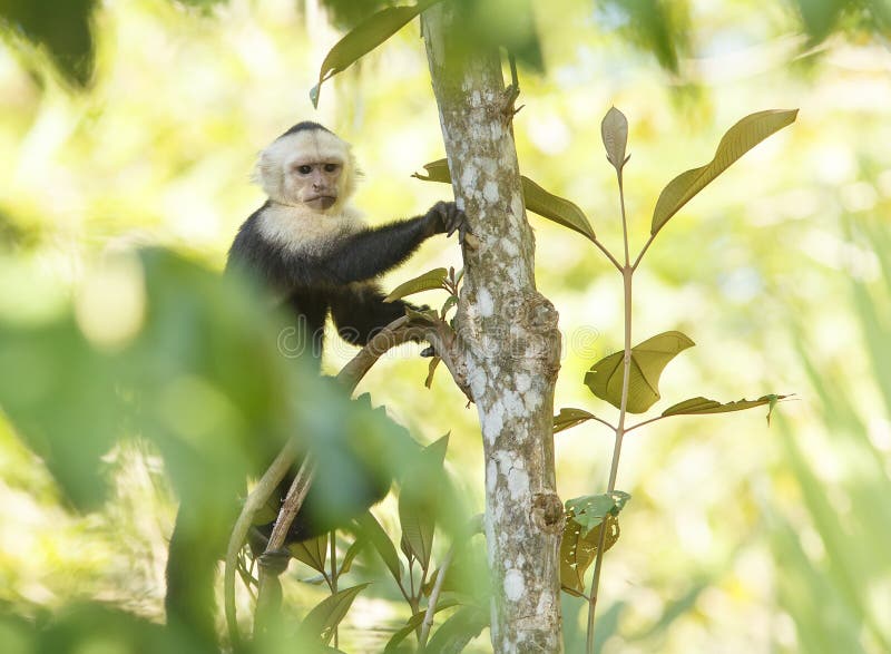 Capuchin White Faced Monkey Stock Photo - Image of wildlife, fauna ...