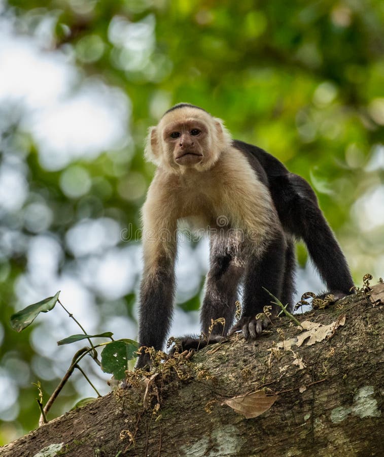 Capuchin White Faced Monkey Stock Photo - Image of wildlife, fauna ...