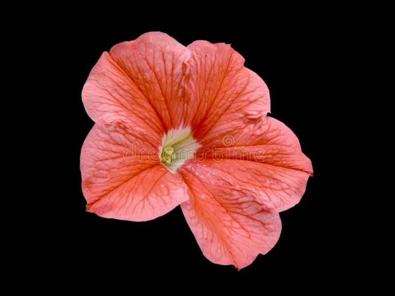 Capuchina imagen de archivo. Imagen de fondo, brillante - 6233897