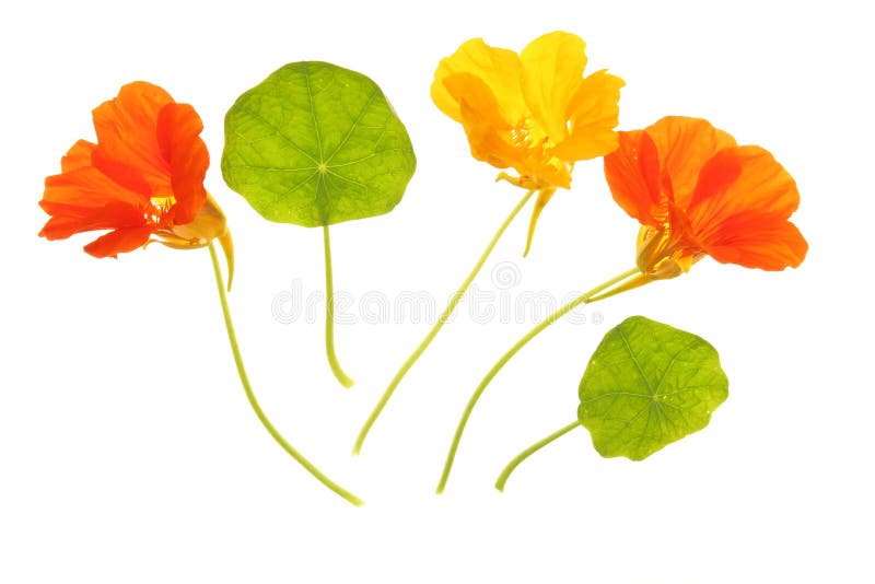 Capuchina (majus Del Tropaeolum) Imagen de archivo - Imagen de ...