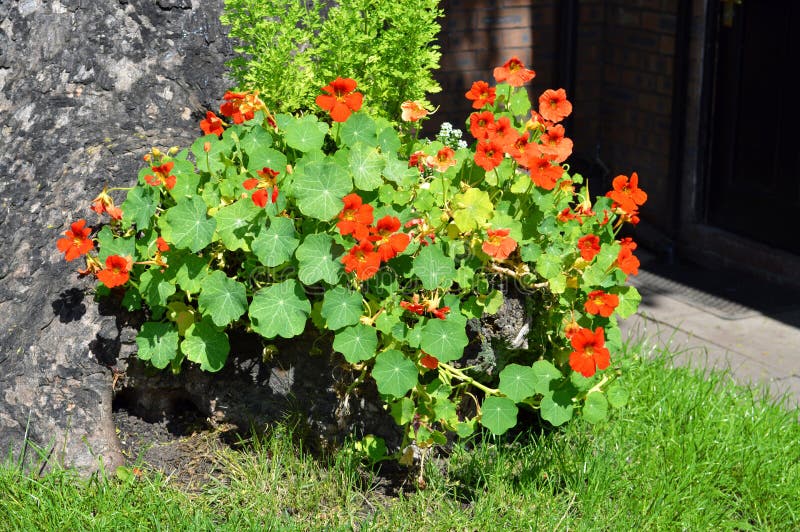 Capuchina (majus Del Tropaeolum) Foto de archivo - Imagen de cubo ...