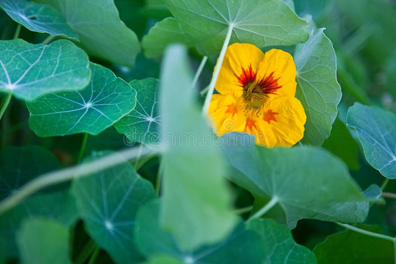 Capuchina (Tropaeolum) foto de archivo. Imagen de planta - 74722552