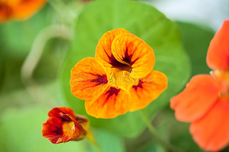 Capuchina (Tropaeolum) imagen de archivo. Imagen de comestible - 74721985