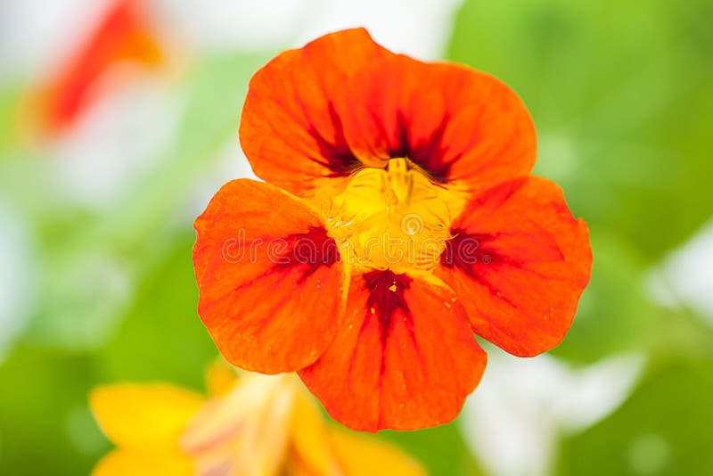 Capuchina (Tropaeolum) foto de archivo. Imagen de planta - 74722552