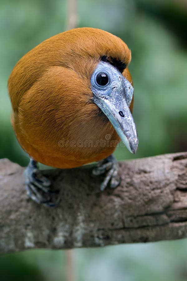 Capuchinbird Perched Stock Photos - Free & Royalty-Free Stock Photos ...