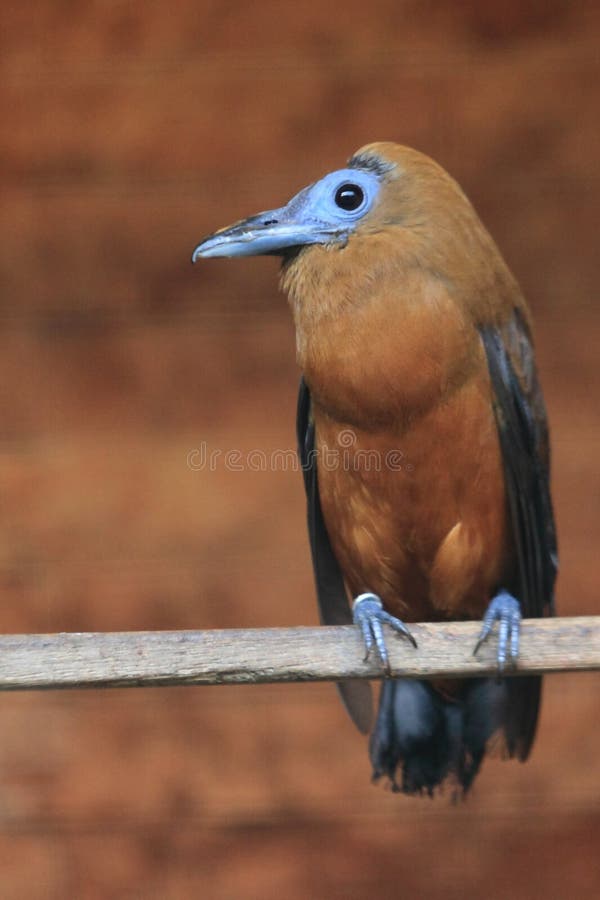 Capuchinbird stock photo. Image of adult, sitting, capuchin - 53024444