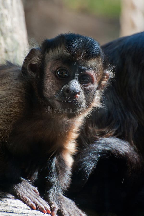 Capucin De Brown Sur Un Branchement D'arbre Image stock - Image du ...