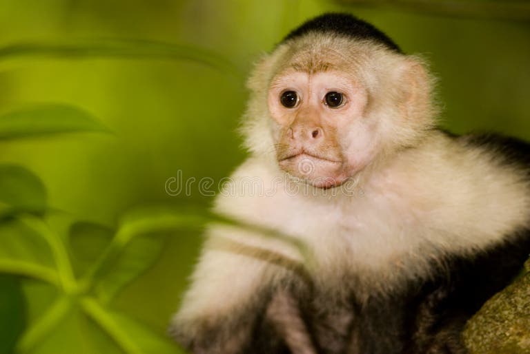 3,959 Thinking Monkey Logo Stock Photos - Free & Royalty-Free Stock ...
