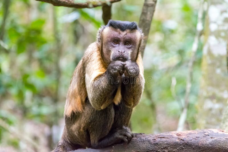 Capuciner-Affe Sitzt Auf Einem Baum Im Dschungel Stockbild - Bild von ...