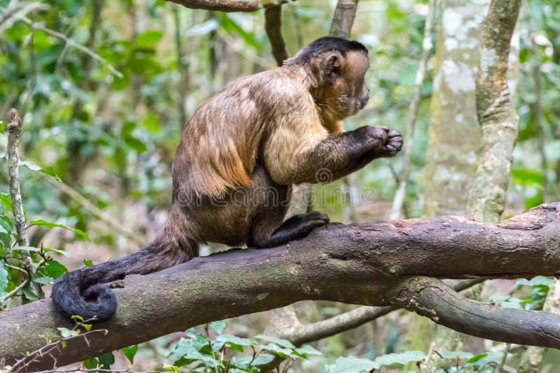Ape sitting in the Jungle stock photo. Image of mammal - 79980900
