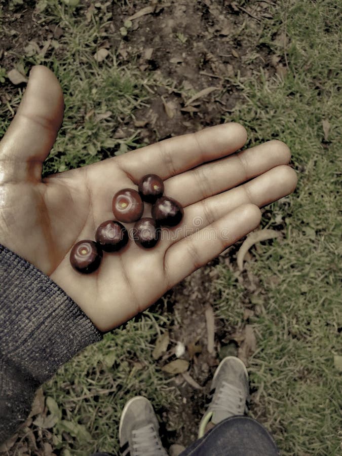 Capuli Fruit Stock Photos - Free & Royalty-Free Stock Photos from ...