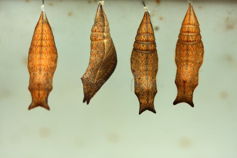 Capullo foto de archivo. Imagen de etapa, capullo, insectos - 5585918