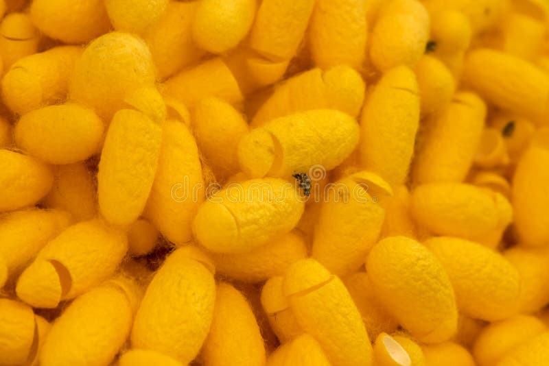 Capullo imagen de archivo. Imagen de hecho, manera, bordado - 61964637