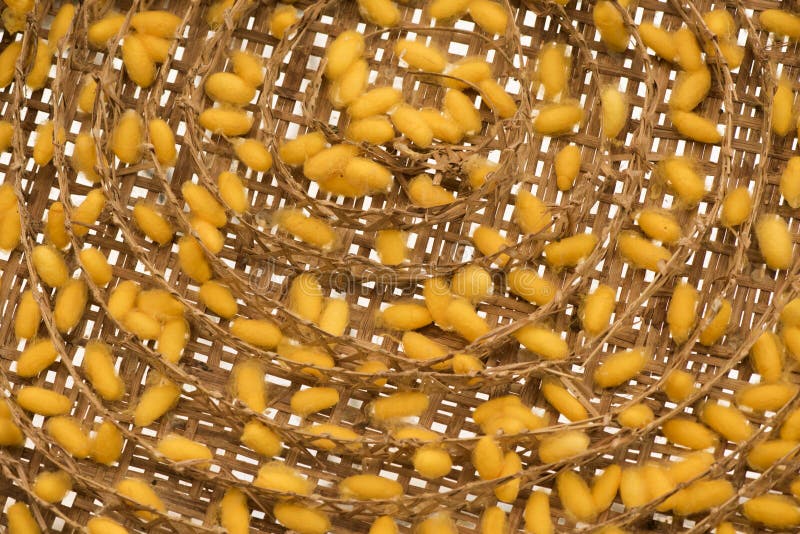 Capullo imagen de archivo. Imagen de hecho, manera, bordado - 61964637