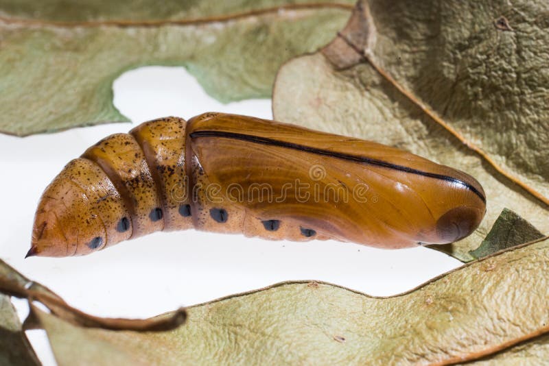 Capullo de la mariposa foto de archivo. Imagen de invertebrado - 89885900