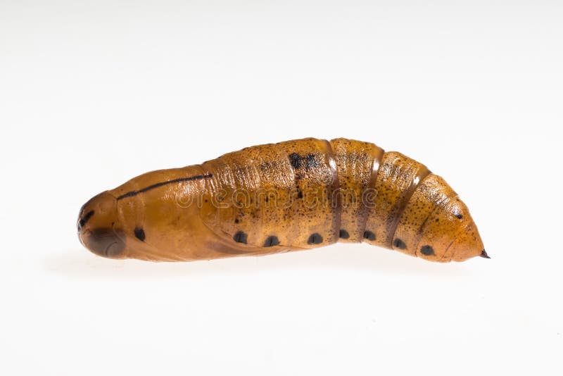 Capullo de la mariposa foto de archivo. Imagen de invertebrado - 89885900