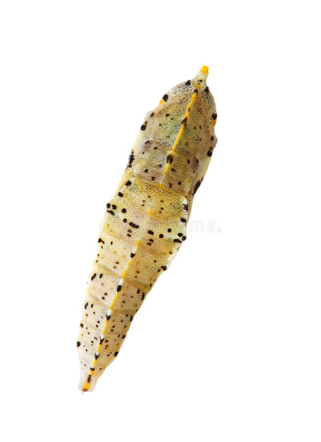 Capullo De La Mariposa De Col Foto de archivo - Imagen de insecto ...