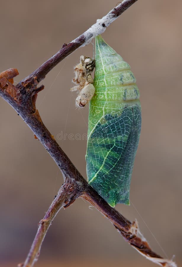 Capullo De La Mariposa Del Podalirius De Iphiclides Imagen de archivo ...
