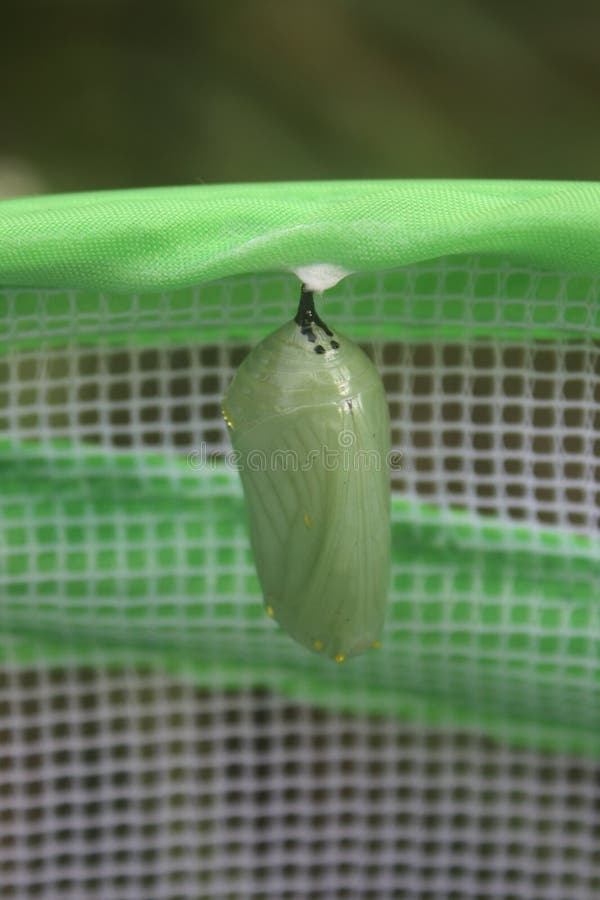 Capullo De La Mariposa De Monarca Foto de archivo - Imagen de capullo ...