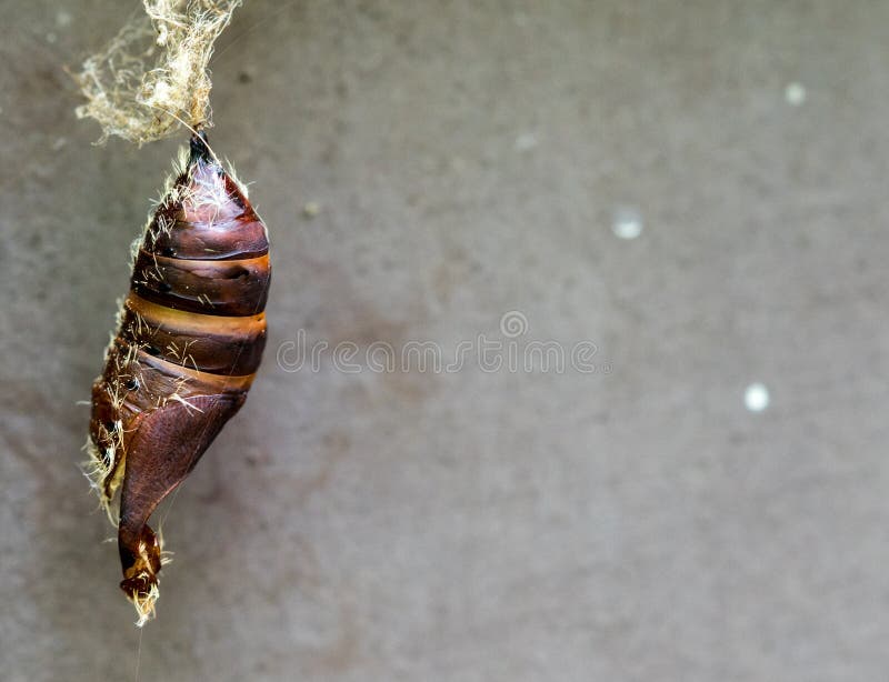 Capullo De La Polilla Gitana Foto de archivo - Imagen de cubo, gitano ...