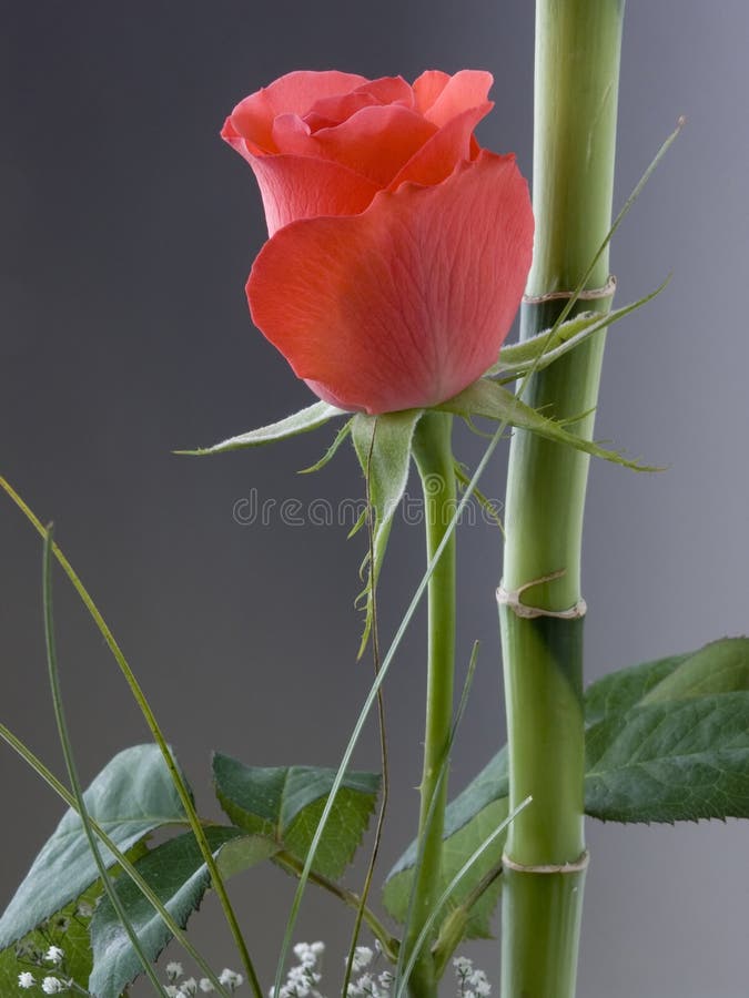 Capullo de rosa rojo foto de archivo. Imagen de flores - 7990498