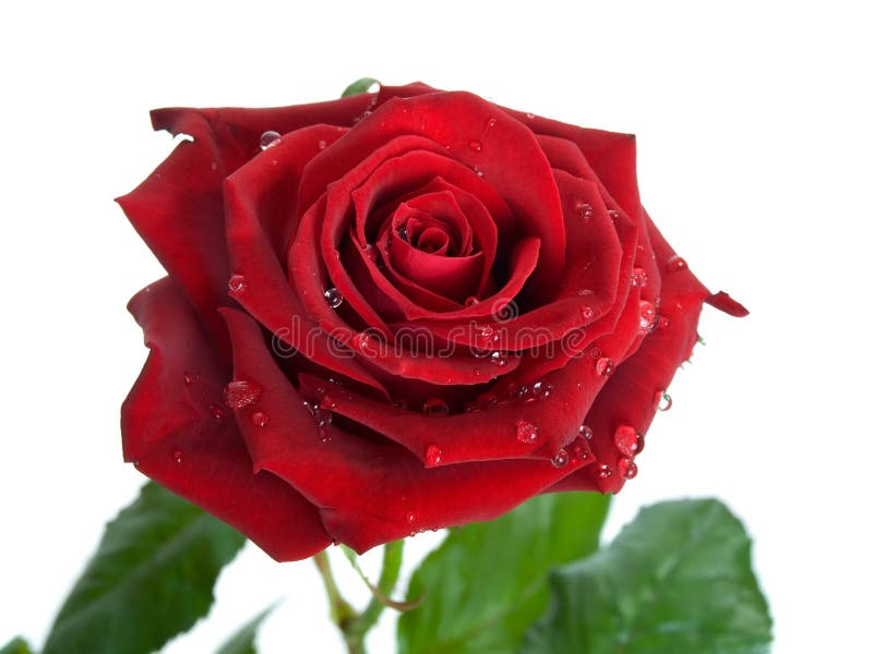 Capullo de rosa imagen de archivo. Imagen de verde, rosebudo - 8365191