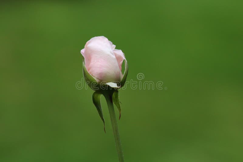 Capullo De Rosa Rosado En Manos Imagen de archivo - Imagen de amor ...