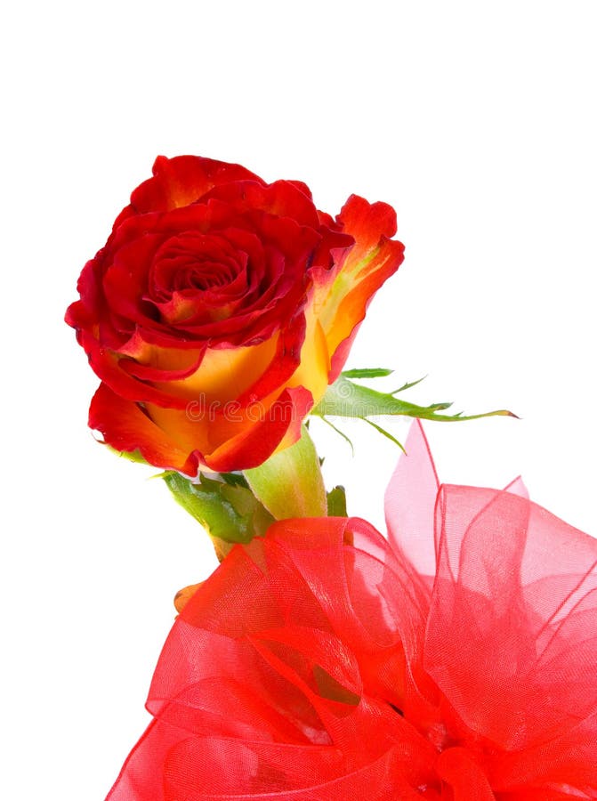 Capullo De Rosa Con El Arqueamiento Foto de archivo - Imagen de pétalos ...