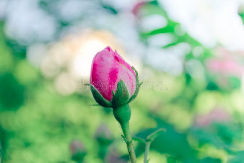 Capullo De Rosa De La Rosa Del Rosa Imagen de archivo - Imagen de ...