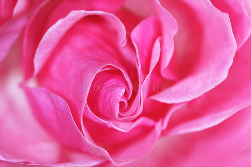 Capullo De Rosa En El Movimiento Imagen de archivo - Imagen de flora ...