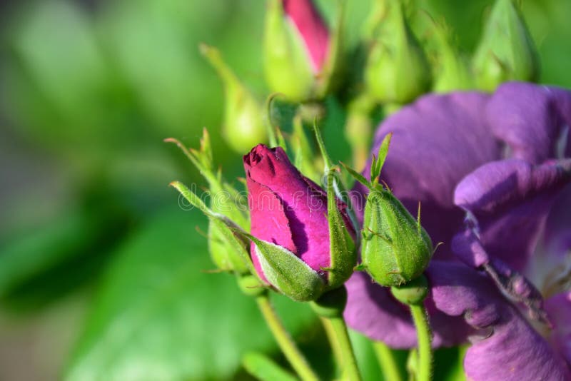 Capullo De Rosa Rosado En Manos Imagen de archivo - Imagen de amor ...