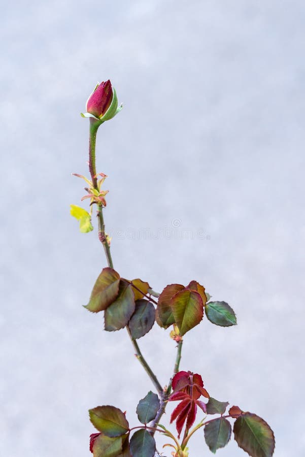 Capullo De Una Rosa Aislada En Fondo Gris Foto de archivo - Imagen de ...