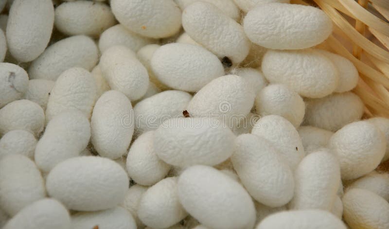 Capullos foto de archivo. Imagen de cuidadoso, concepto - 16138998